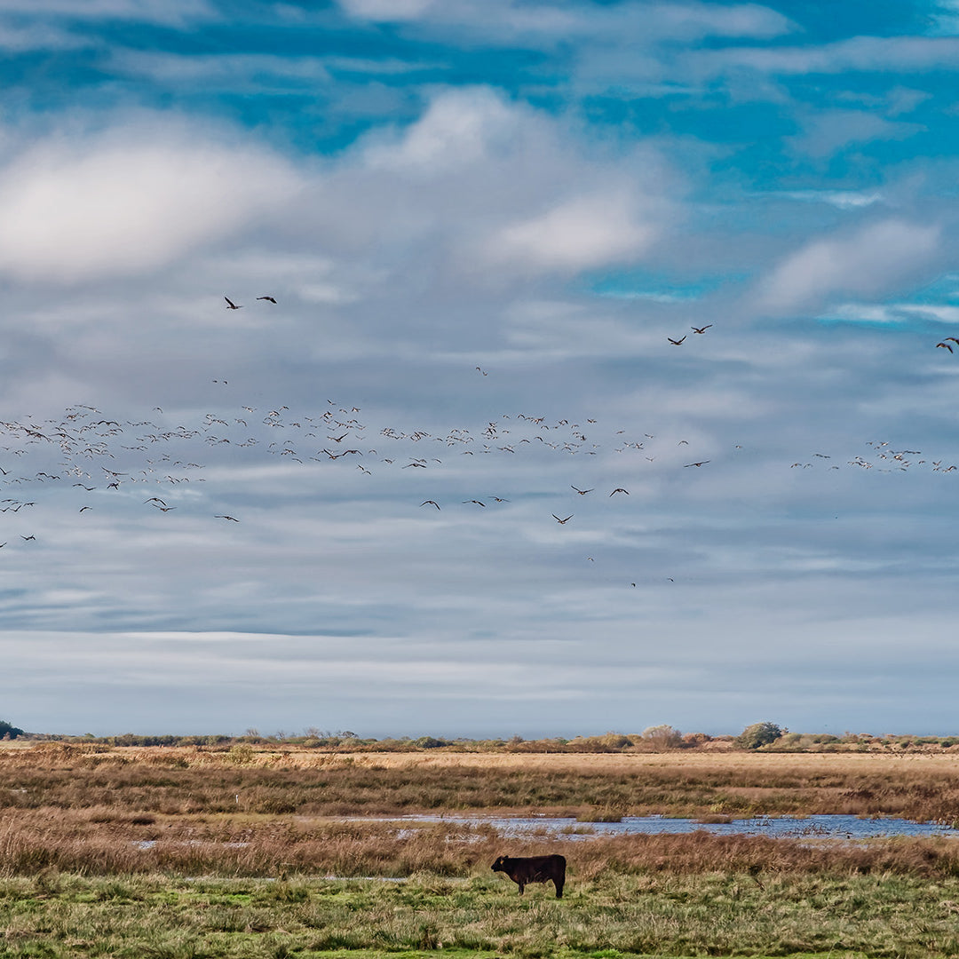 Lowlands Denmark – Lowlands Denmark ApS